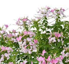 Cleome Clio Pink Lady (Spider Flower) 3-1/2" Pot 3-4 | Interlake Garden ...
