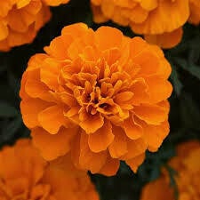 Marigold Bonanza Deep Orange (6 Pack) 5-3 | Interlake Garden Center