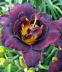 Daylily Hemerocallis Voodoo Dancer 1 Gall. pot | Interlake Garden Center