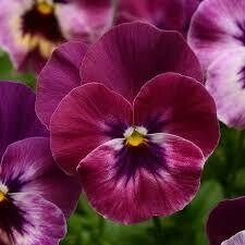 Pansy Cool Wave Raspberry 3-1/2" Pot 3-4 | Interlake Garden Center